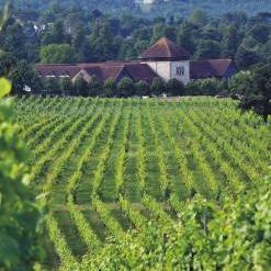 Denbies Gallery Restaurant - Updated 2024, European Restaurant in ...