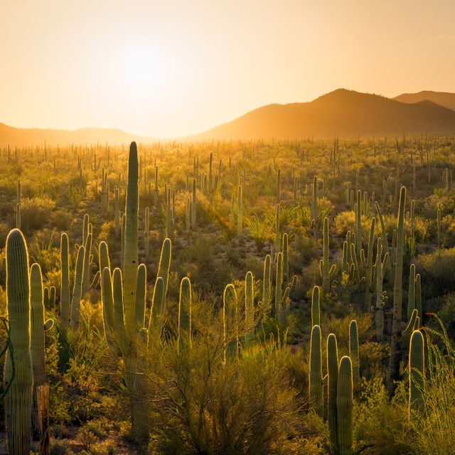 Chantico Restaurant - Phoenix, AZ | OpenTable