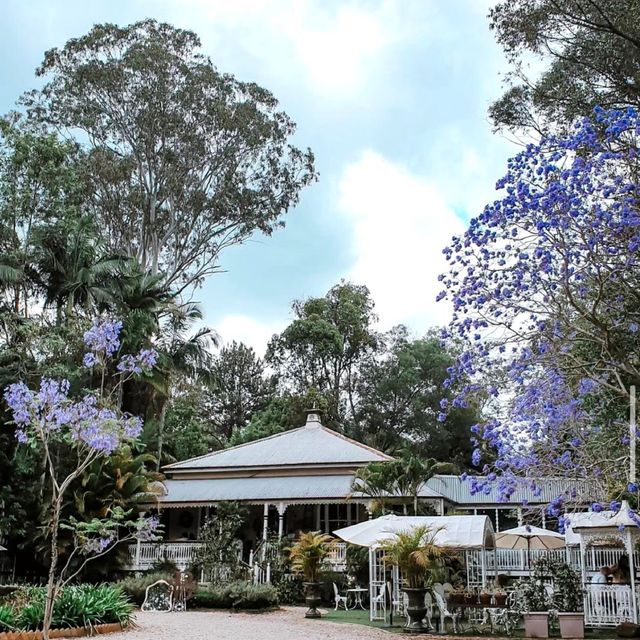 Bon AppeTea - Updated 2025, French Restaurant in Mudgeeraba, AU-QLD