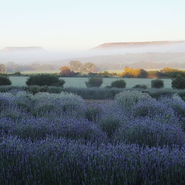 Lavender Valley Farm - Updated 2024, Australian Restaurant in Yetna, AU-WA