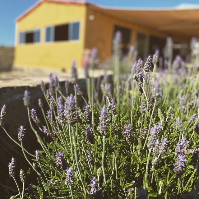 Cava Maciel Vinícola Restaurant - Ensenada, BCN | OpenTable