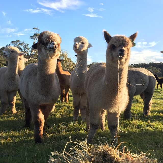 Swagman Country Dining Restaurant - Hindmarsh Valley, AU-WA | OpenTable