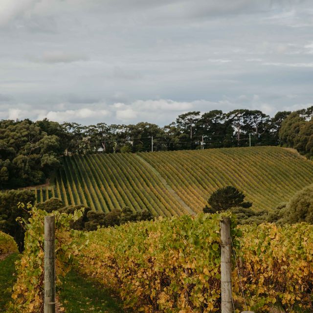 T'Gallant Vineyard Restaurant - Main Ridge, AU-VIC | OpenTable