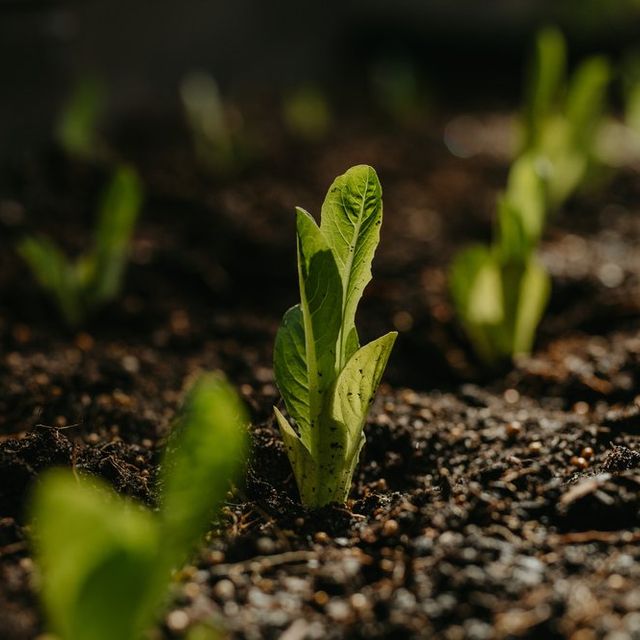 T'Gallant Vineyard Restaurant - Main Ridge, AU-VIC | OpenTable